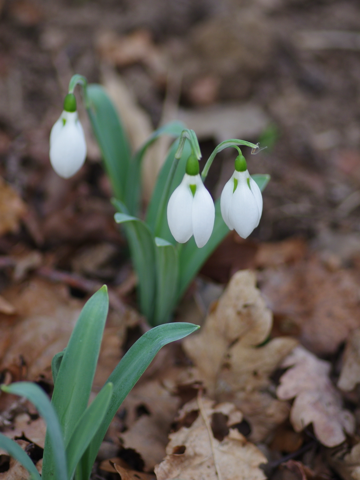 Galanthus elwesii 'Margaret Owen' - Beth Chatto's Plants