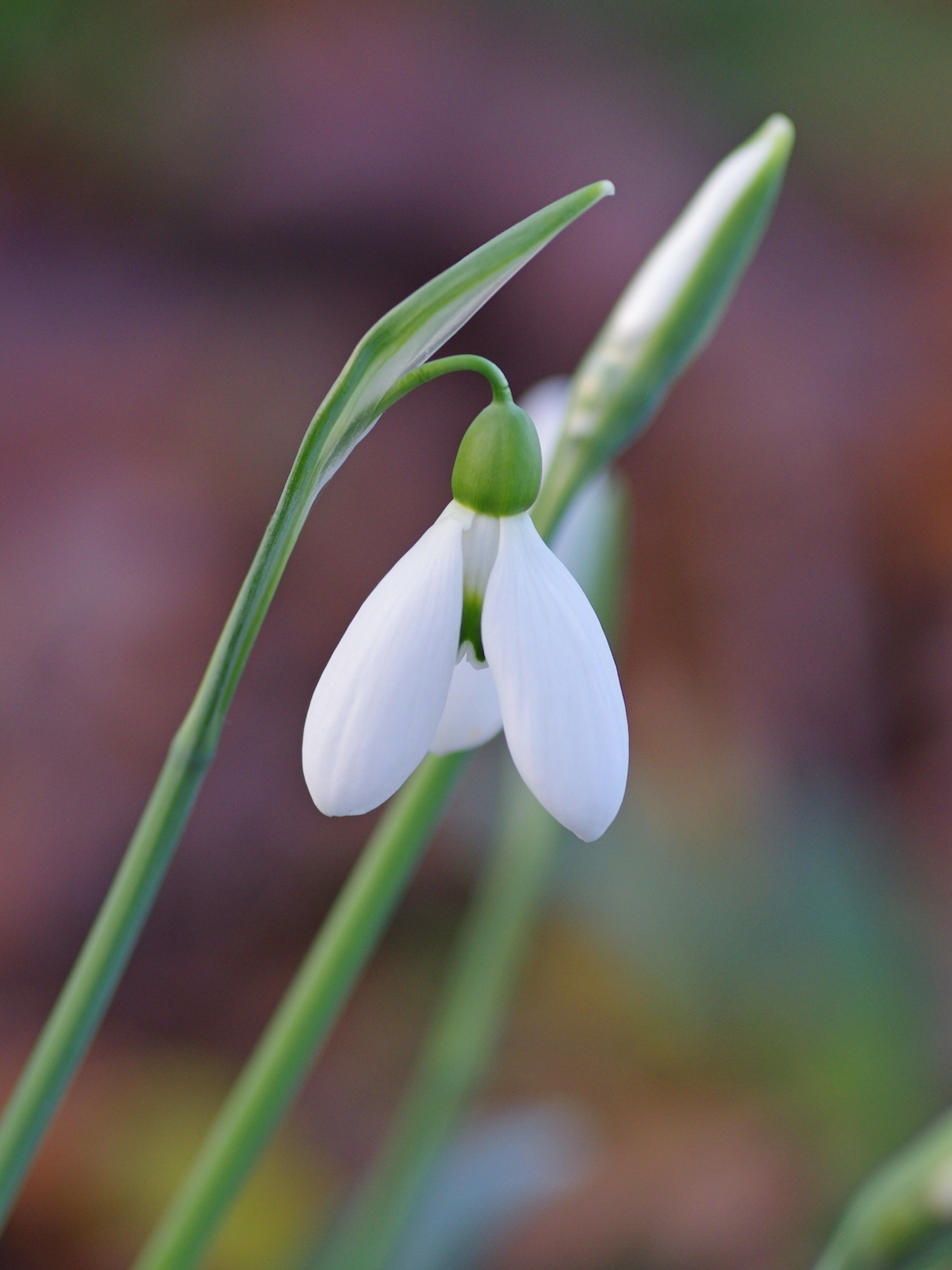 Galanthus plicatus colossus - Beth Chatto Plants & Gardens
