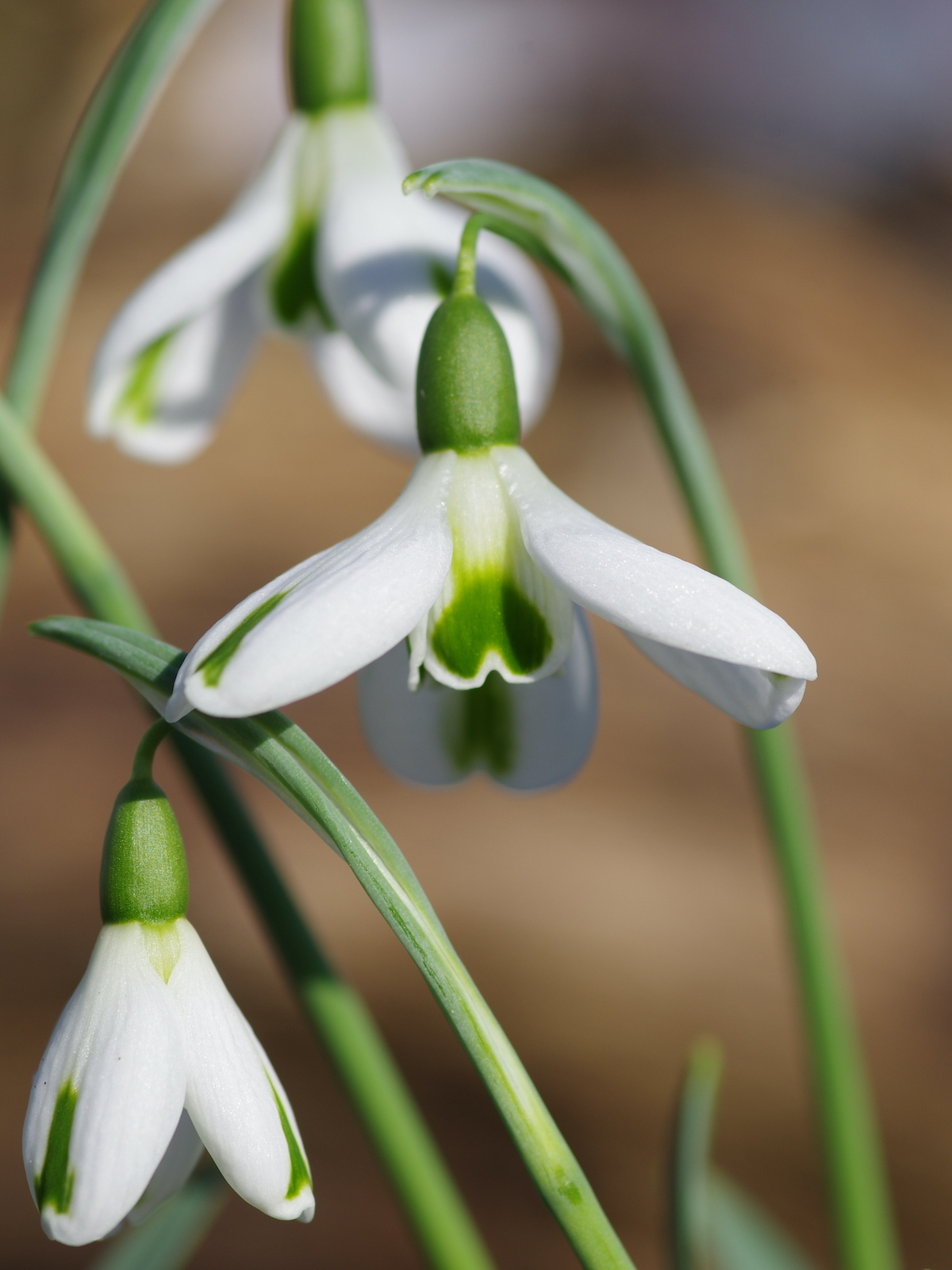 Galanthus 'Trumps' - Beth Chatto's Plants & Gardens