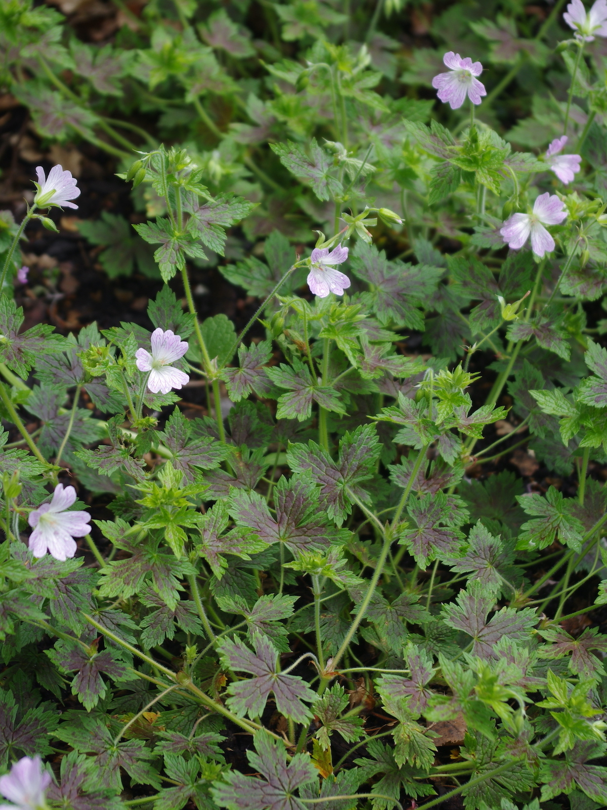 Geranium 'Katherine Adele' - The Beth Chatto Gardens
