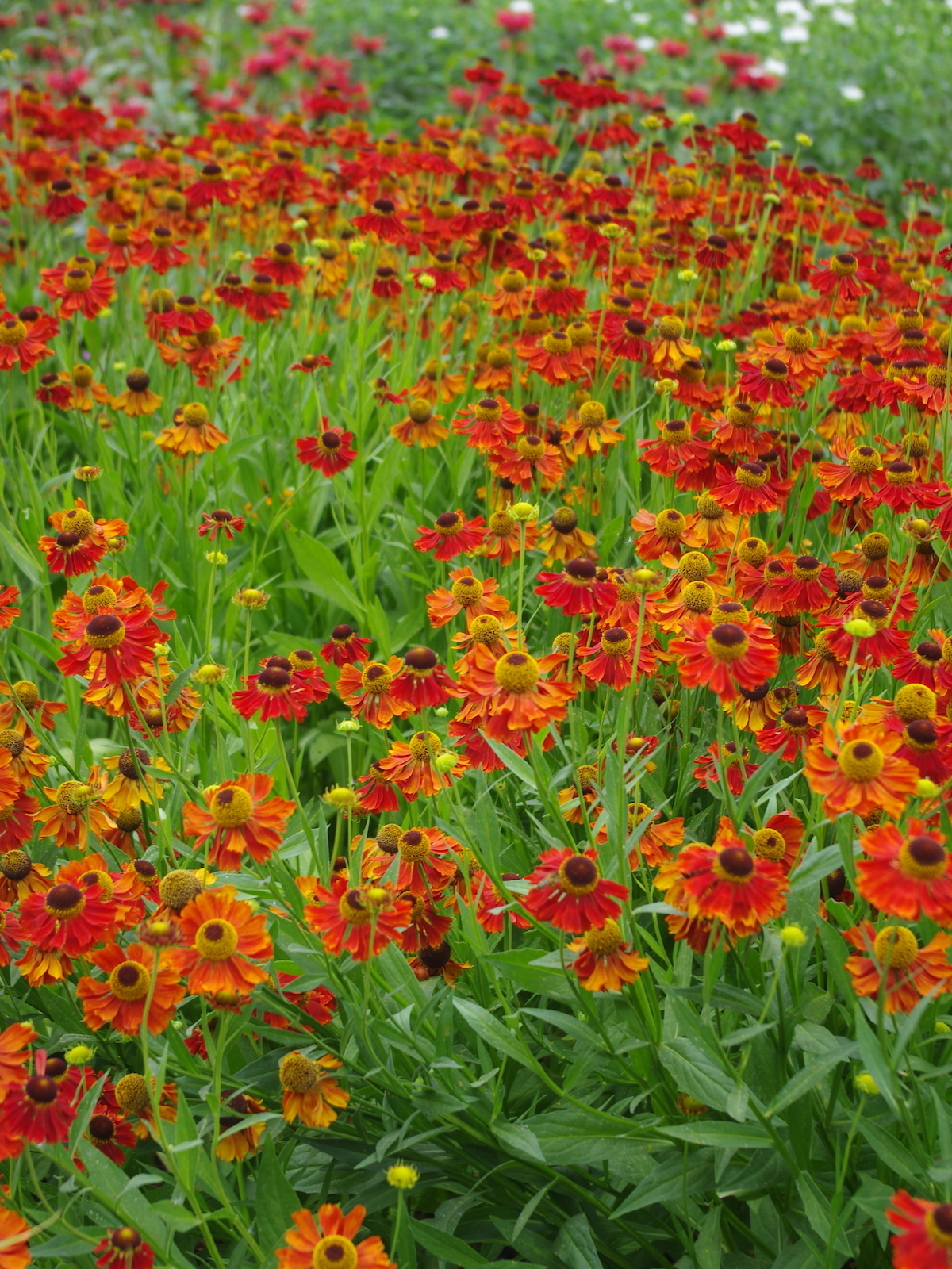 Helenium Moerheim Beauty - Beth Chatto Plants & Gardens