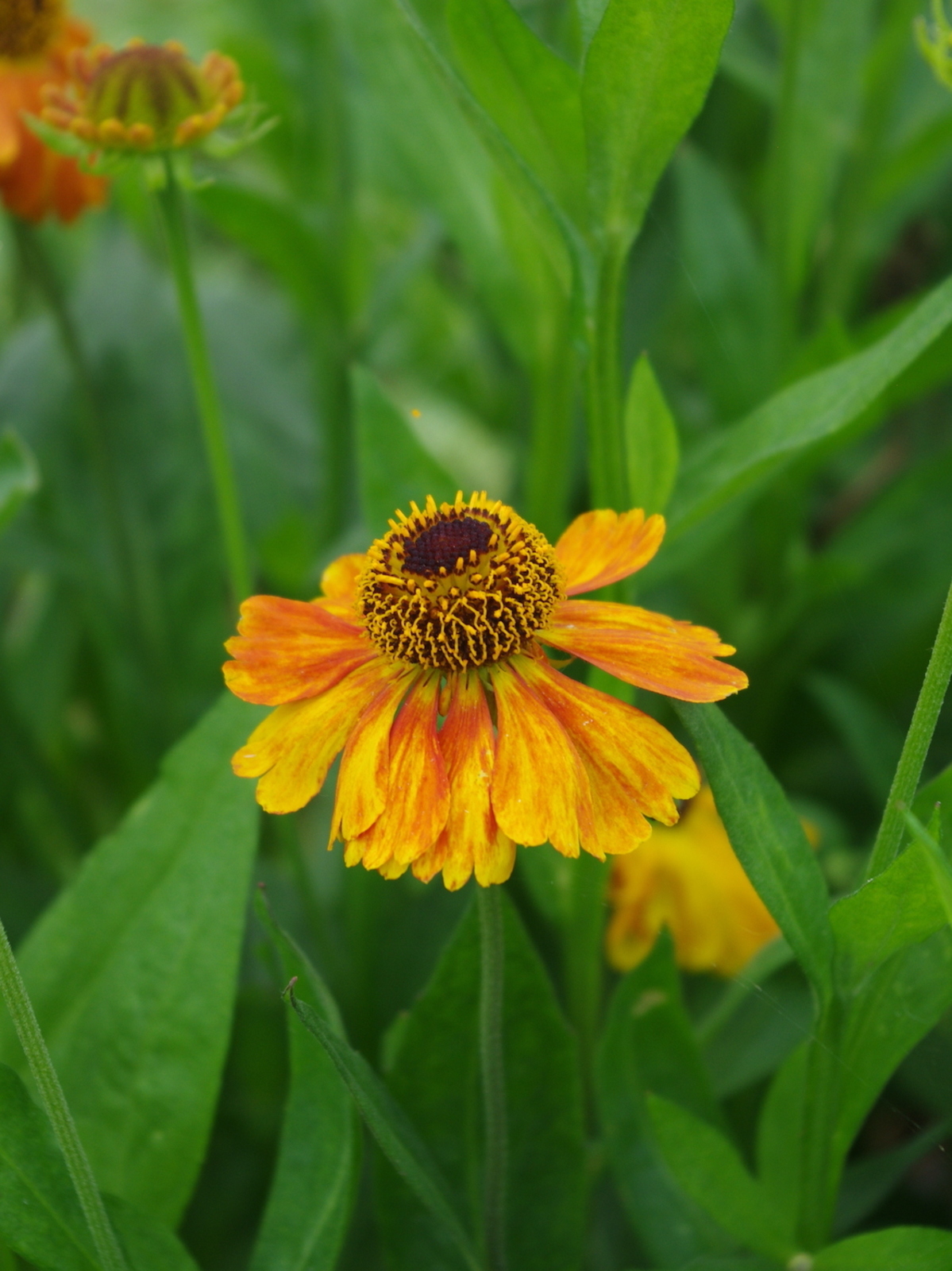 Helenium 'Sahin's early flowerer' - The Beth Chatto Gardens