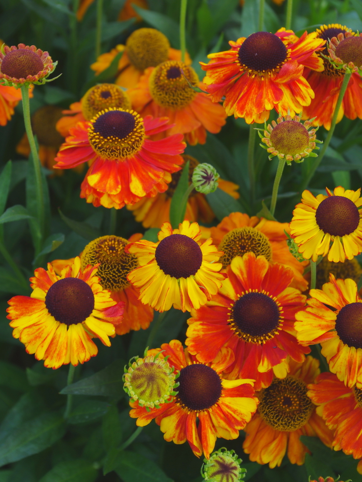 Helenium 'Sahin's early flowerer' - The Beth Chatto Gardens