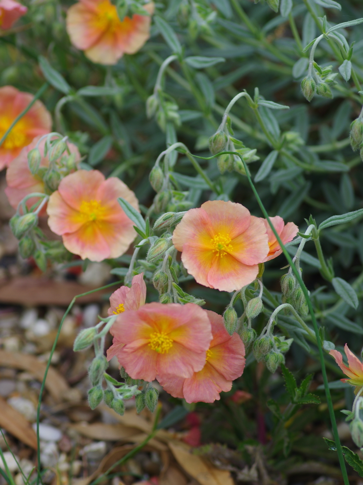 Helianthemum 'Cheviot' - Beth Chatto's Plants & Gardens