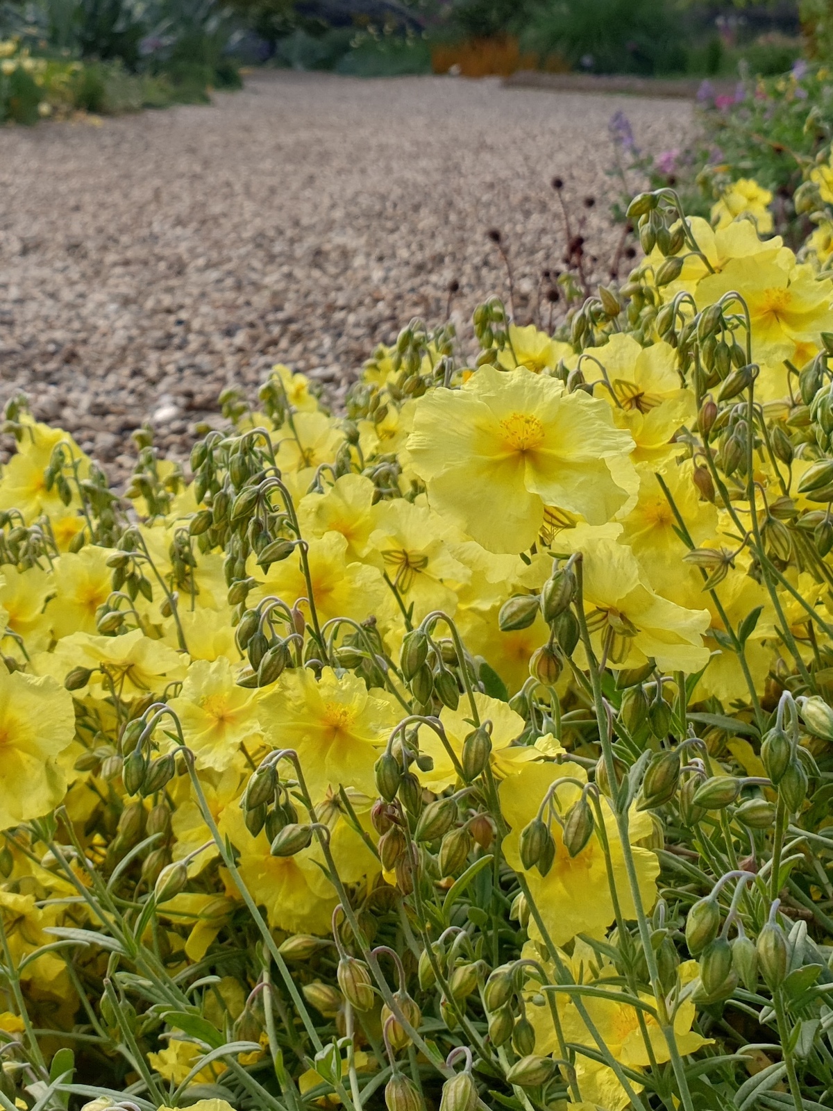 Helianthemum 'Wisley Primrose' - Beth Chatto's Plants