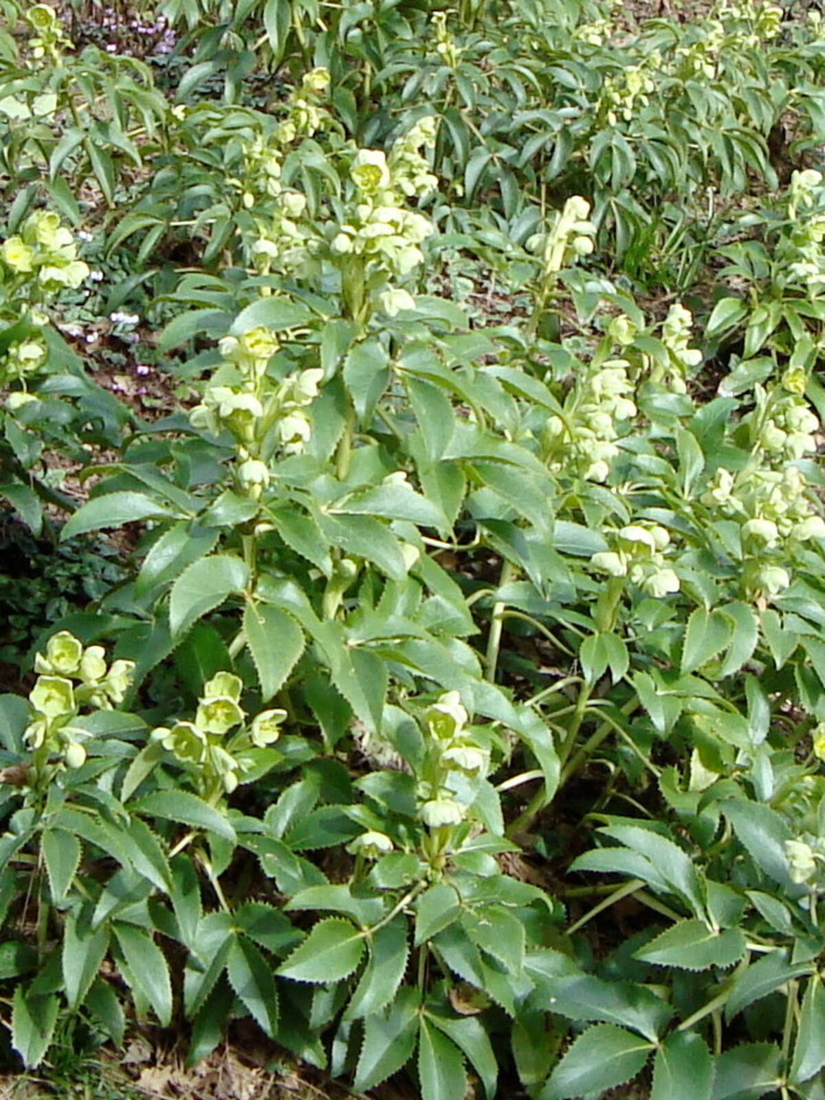 Helleborus Argutifolius Corsicus - The Beth Chatto Gardens