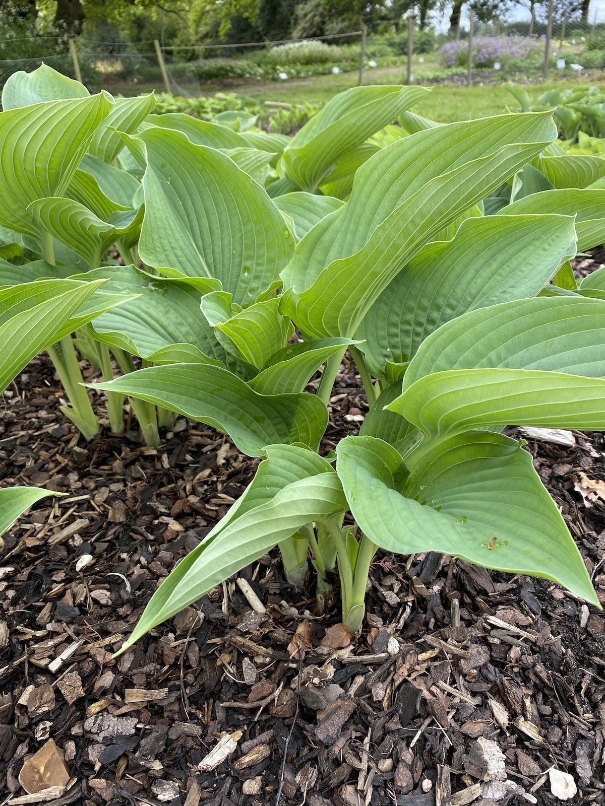 Hosta > Hosta 'Snowden' - The Beth Chatto Gardens