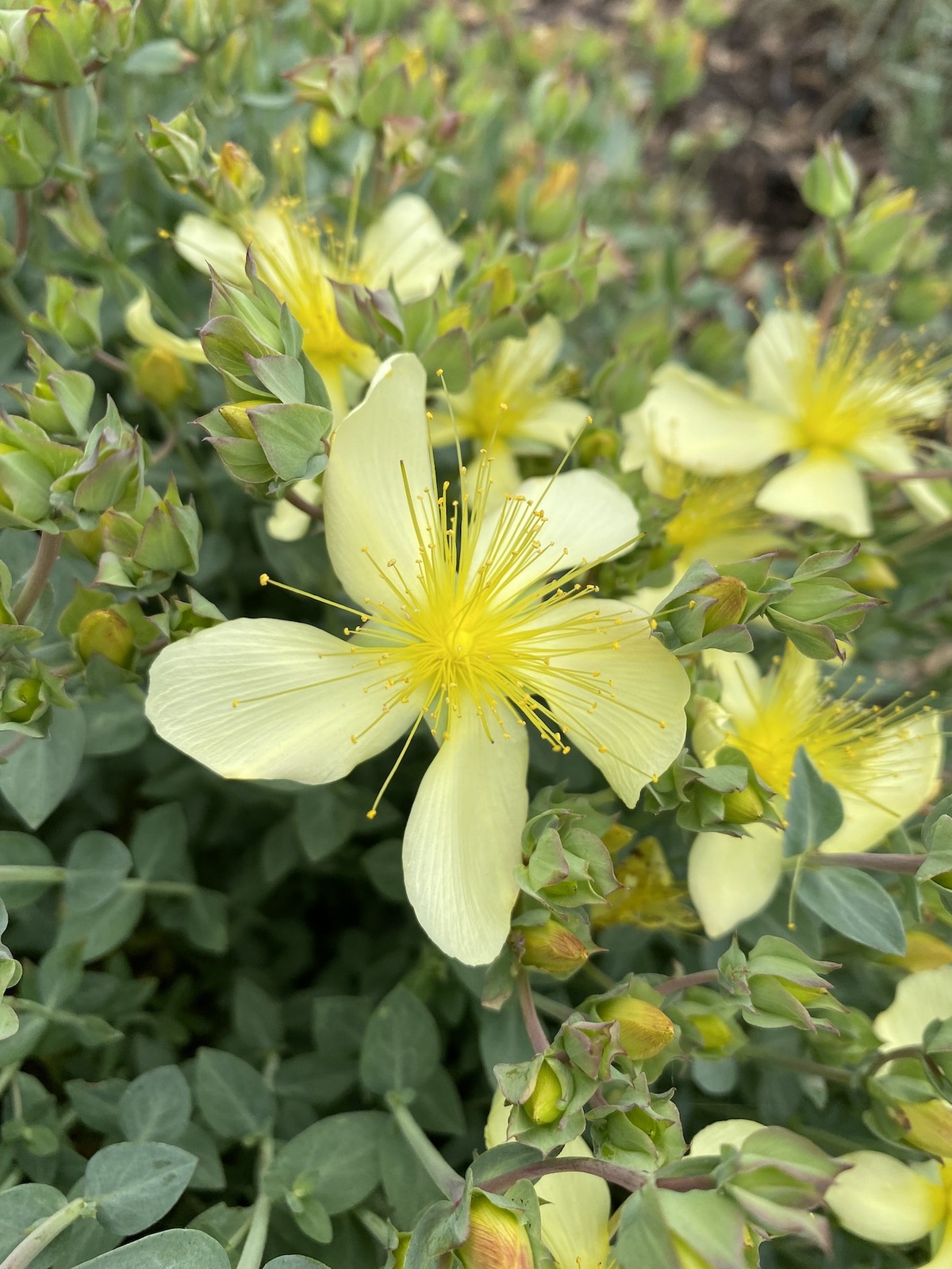 Hypericum f. uniflorum 'Citrinum' - The Beth Chatto Gardens