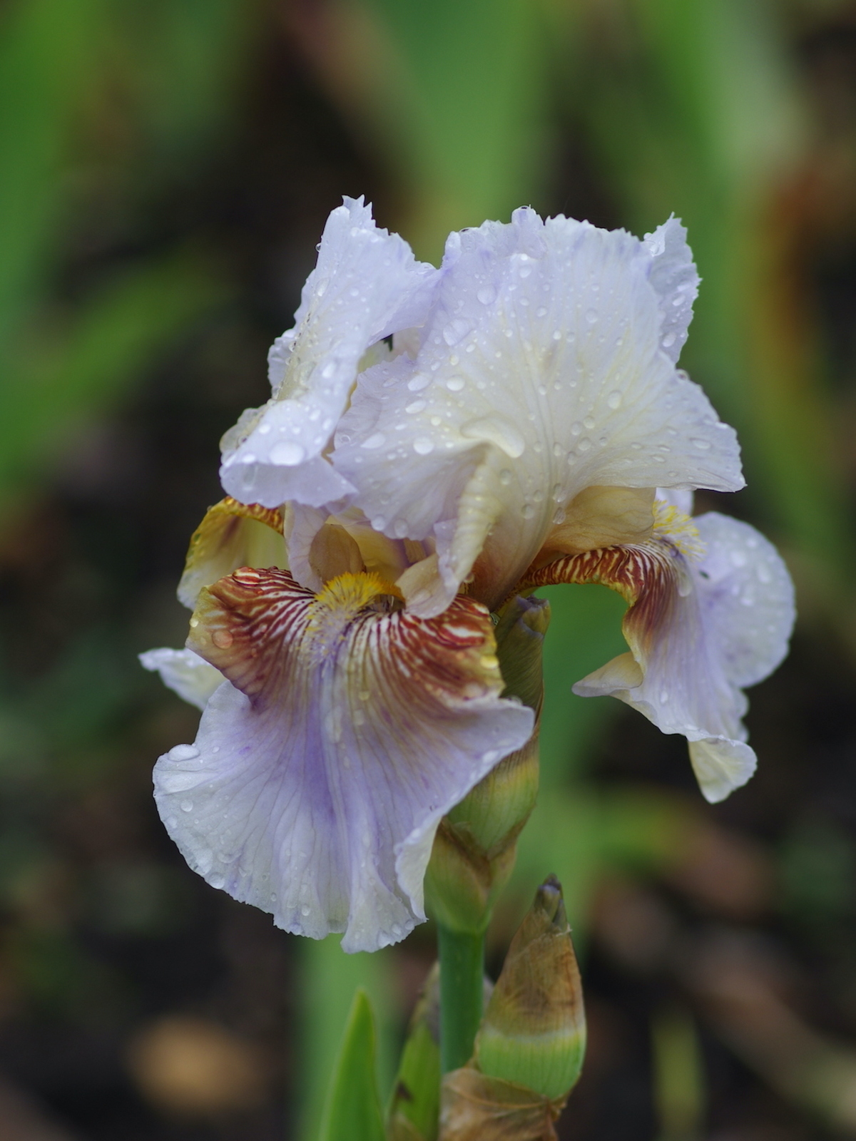 Iris > Iris 'Benton Farewell' - The Beth Chatto Gardens