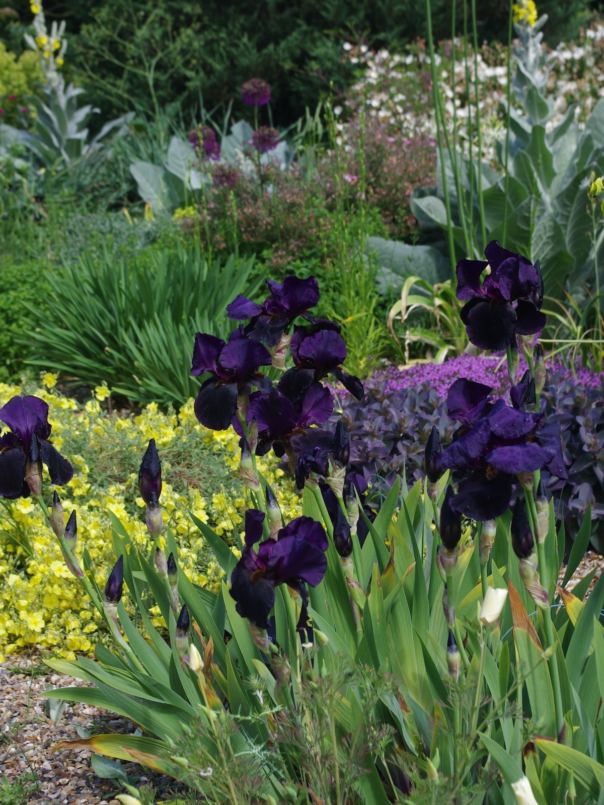 For Dry Areas | Iris 'Black Swan' - The Beth Chatto Gardens