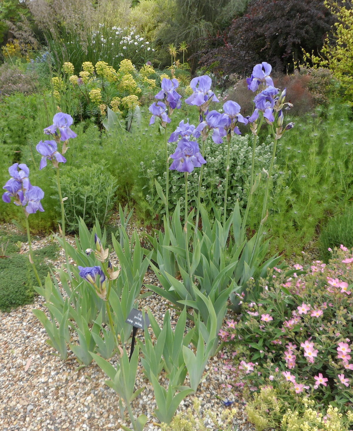 Iris pallida subsp. pallida - Beth Chatto's Plants & Gardens