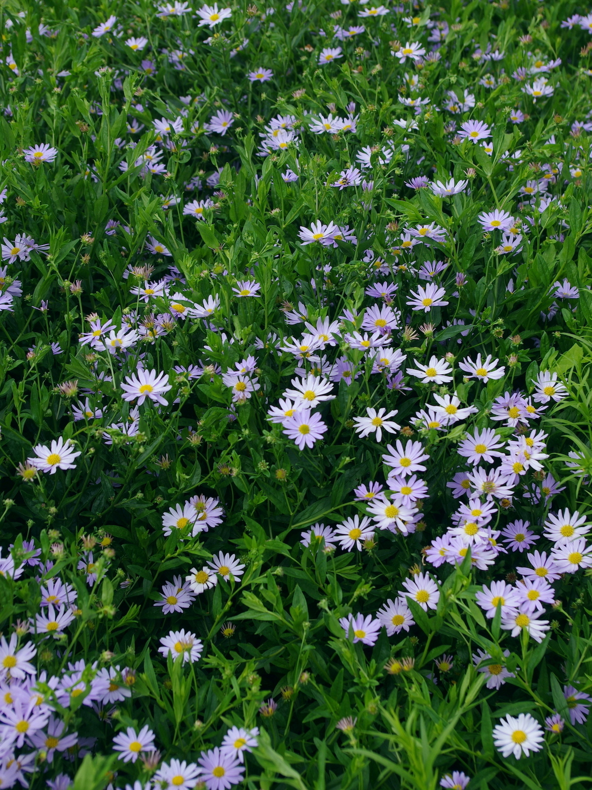 Kalimeris incisa 'Blue Star' - Beth Chatto's Plants & Gardens