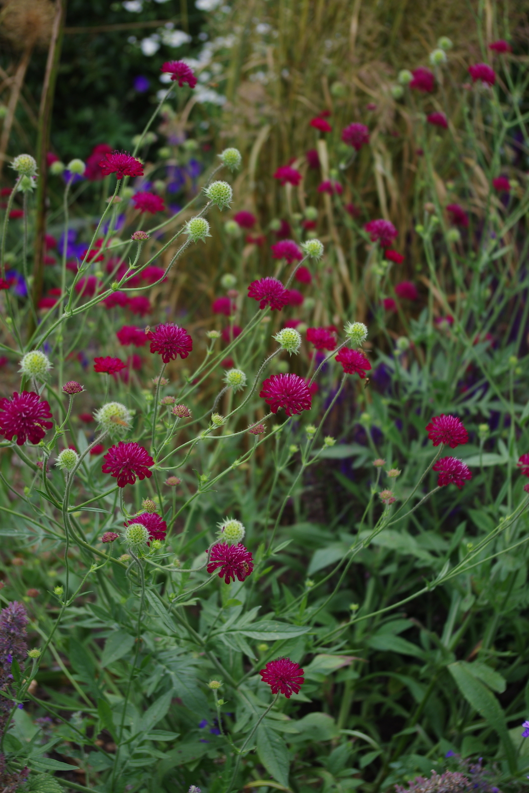 Knautia > Knautia macedonica - The Beth Chatto Gardens