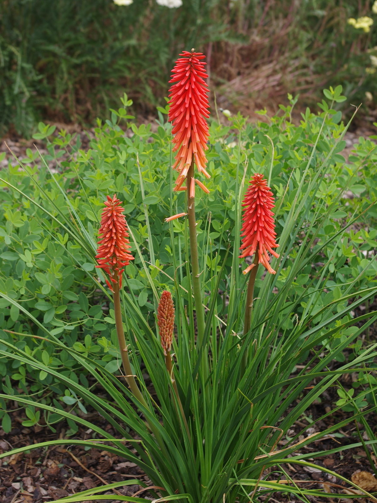 Kniphofia 'Nancy's Red' - Beth Chatto's Plants & Gardens