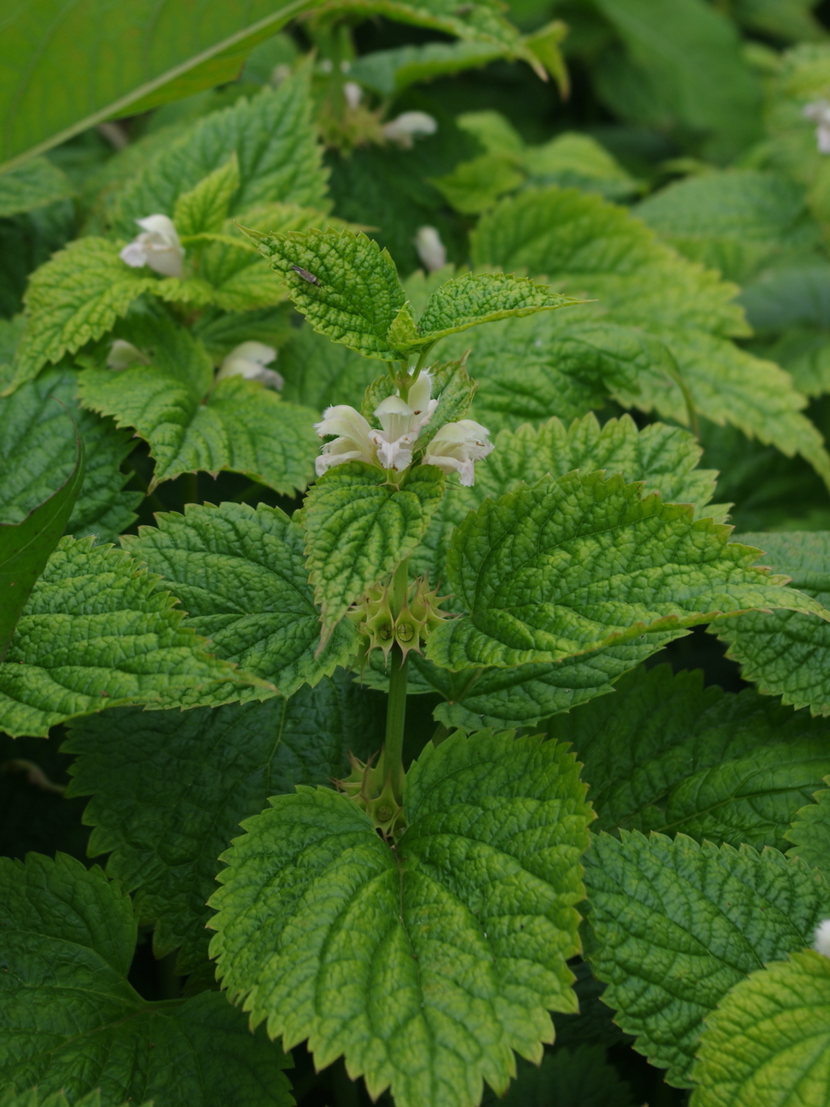 Shade | Lamium orvala 'Album' - The Beth Chatto Gardens