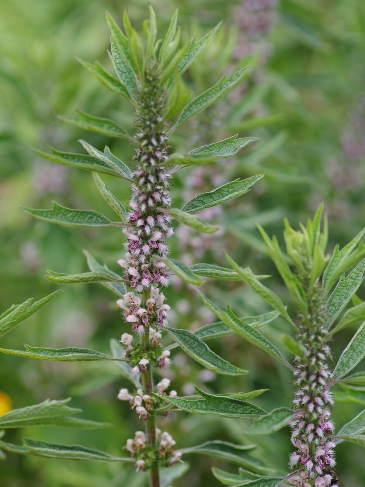 Leonurus cardiaca from Cally Gardens - Beth Chatto's Plants & Gardens