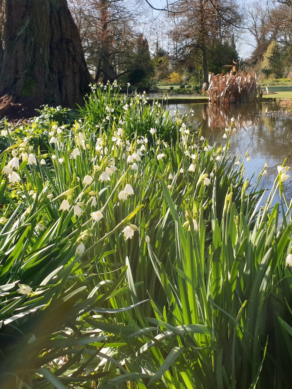 Leucojum 'Gravetye Giant' - The Beth Chatto Gardens