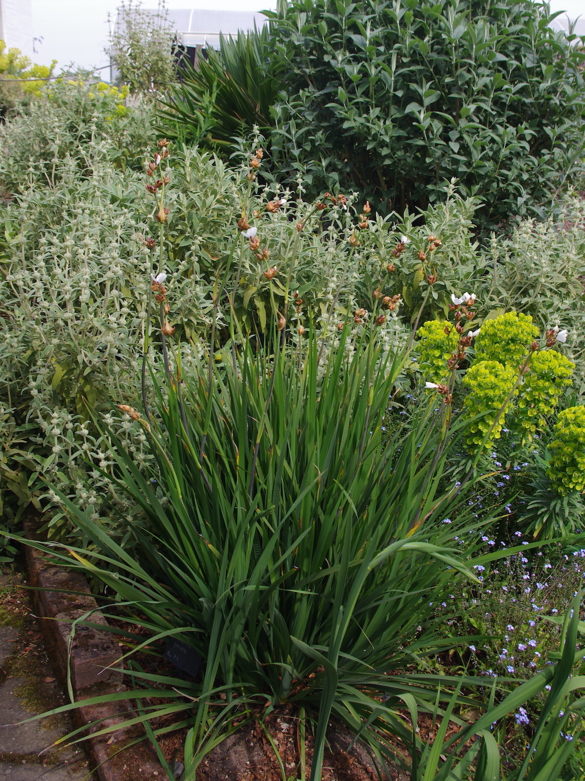 Libertia chilensis Procera Group - Beth Chatto's Plants & Gardens