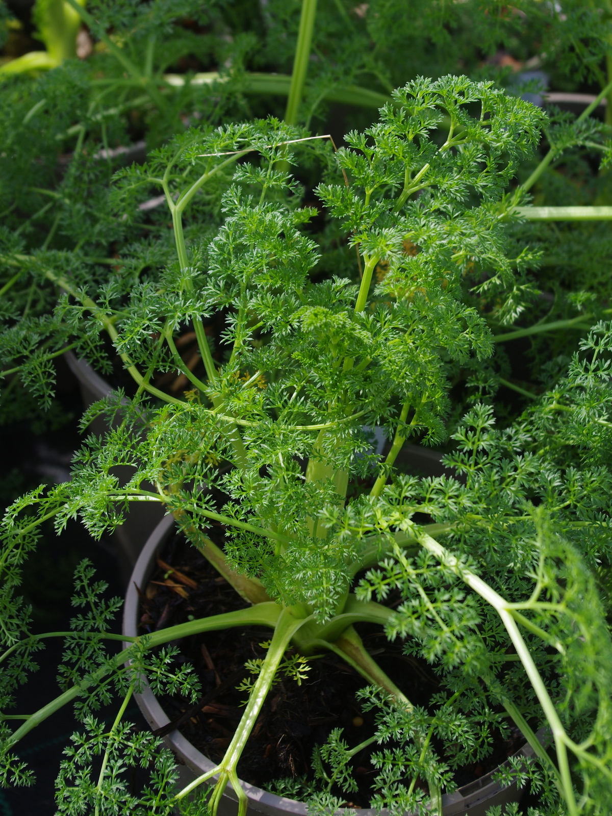 Ligusticum lucidum - Beth Chatto's Plants & Gardens