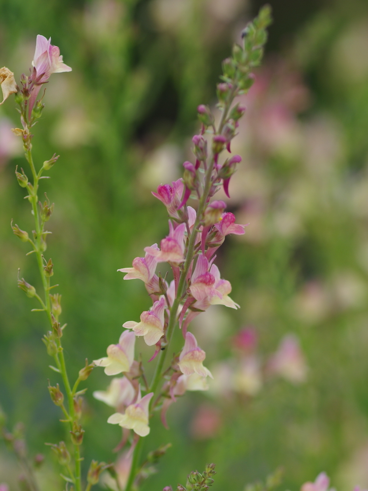 For Dry Areas | Linaria 'Peachy' - The Beth Chatto Gardens