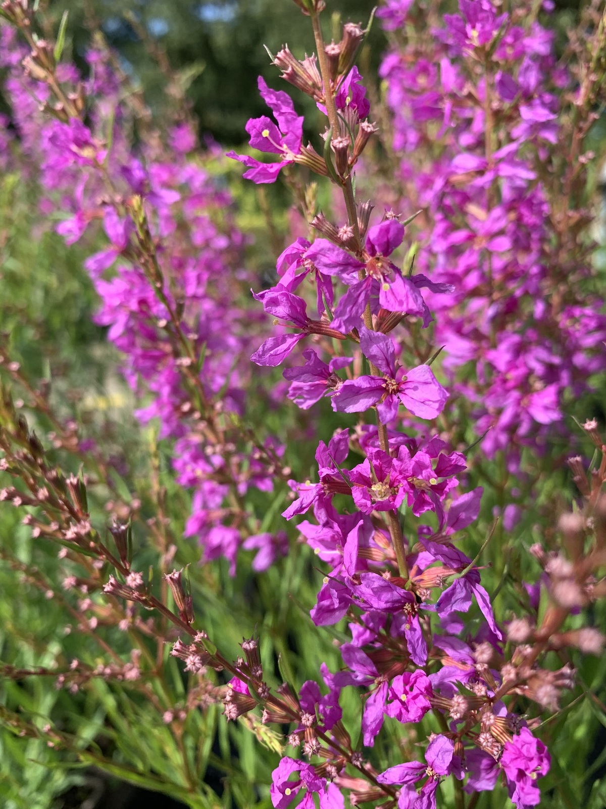 All Plants > Lythrum virgatum 'Swirl' - The Beth Chatto Gardens