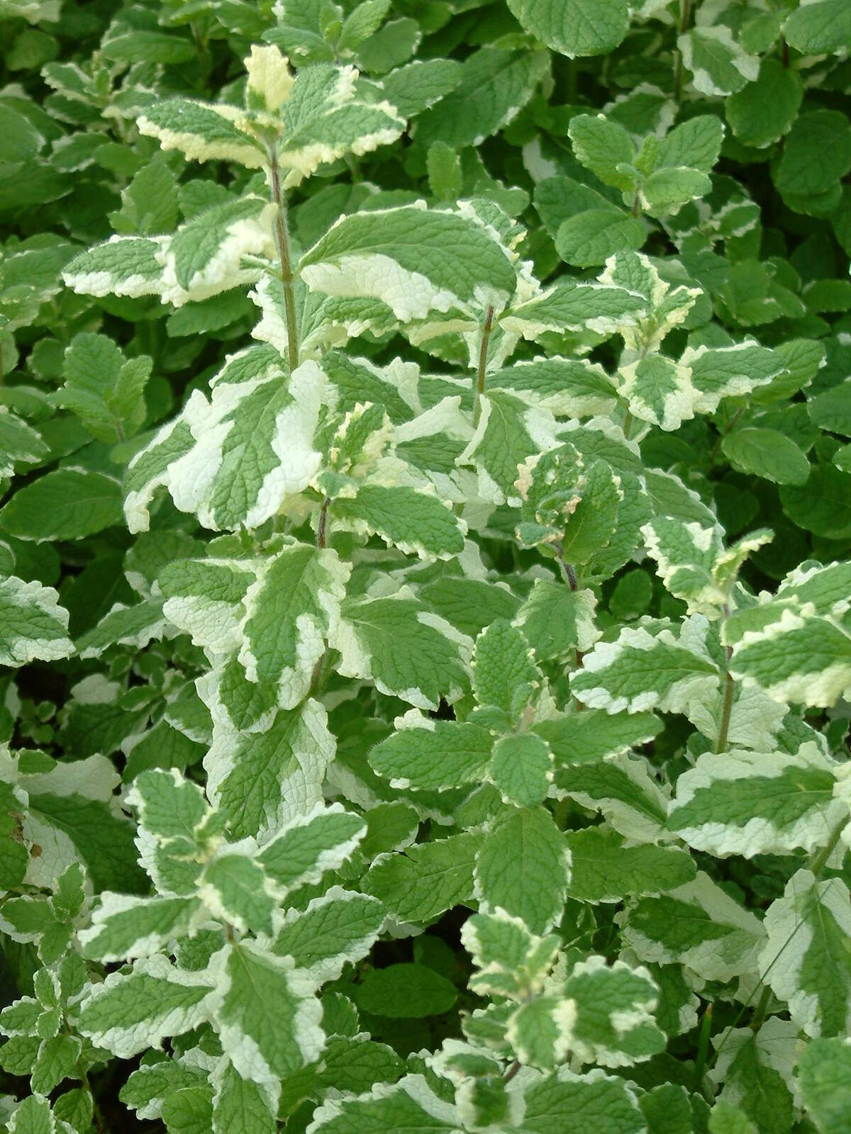 Mentha suaveolens 'Variegata' - Beth Chatto's Plants