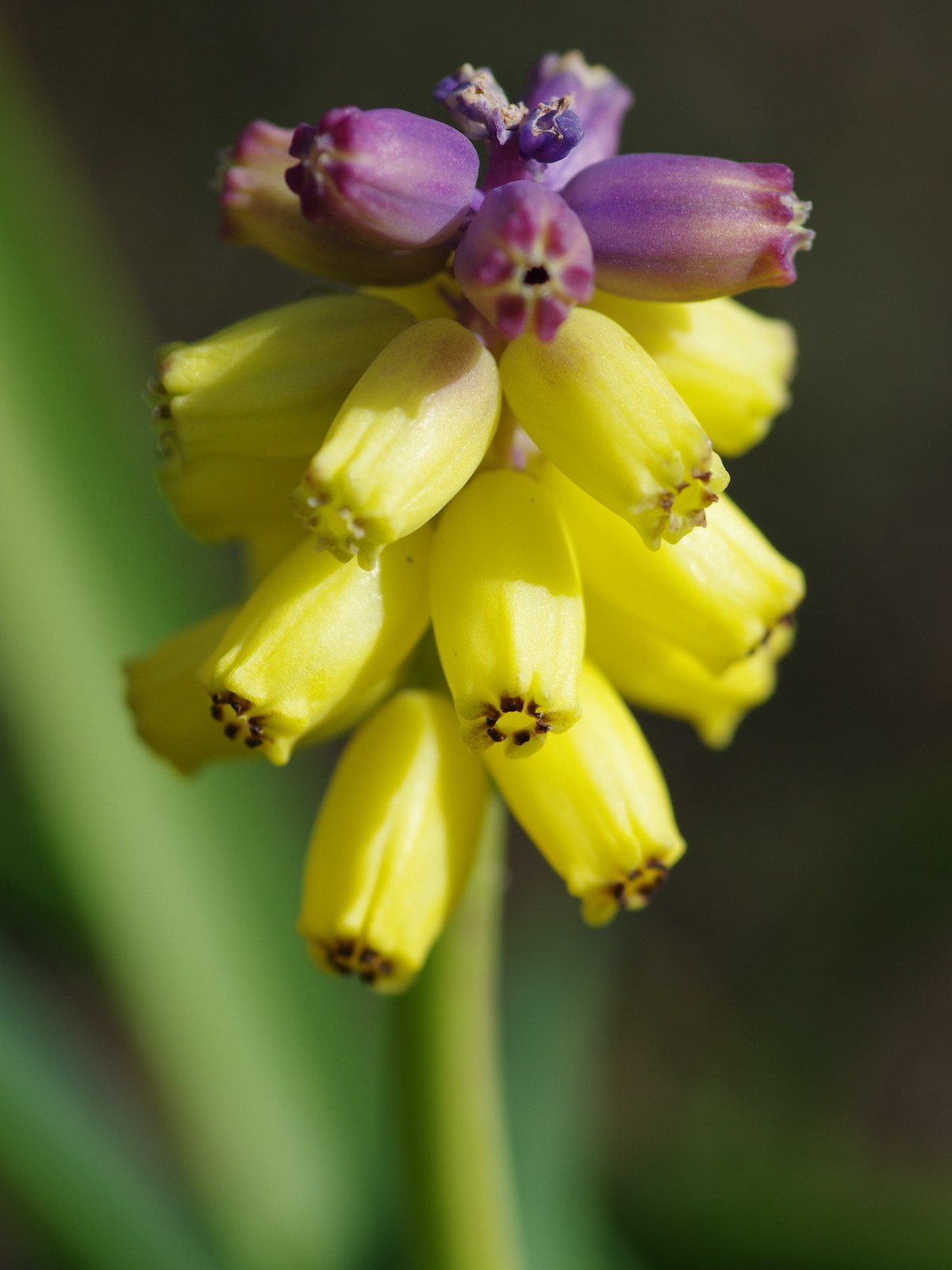 Muscari > Muscari macrocarpum - The Beth Chatto Gardens