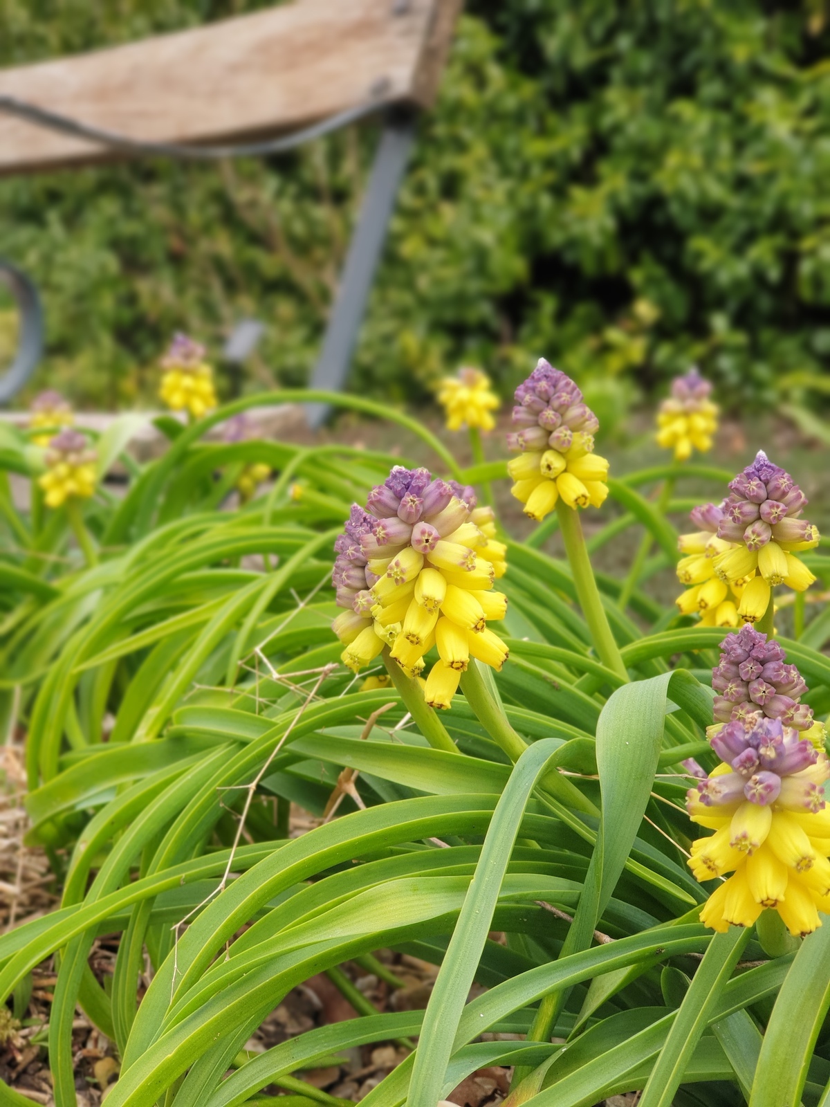 Muscari > Muscari macrocarpum - The Beth Chatto Gardens