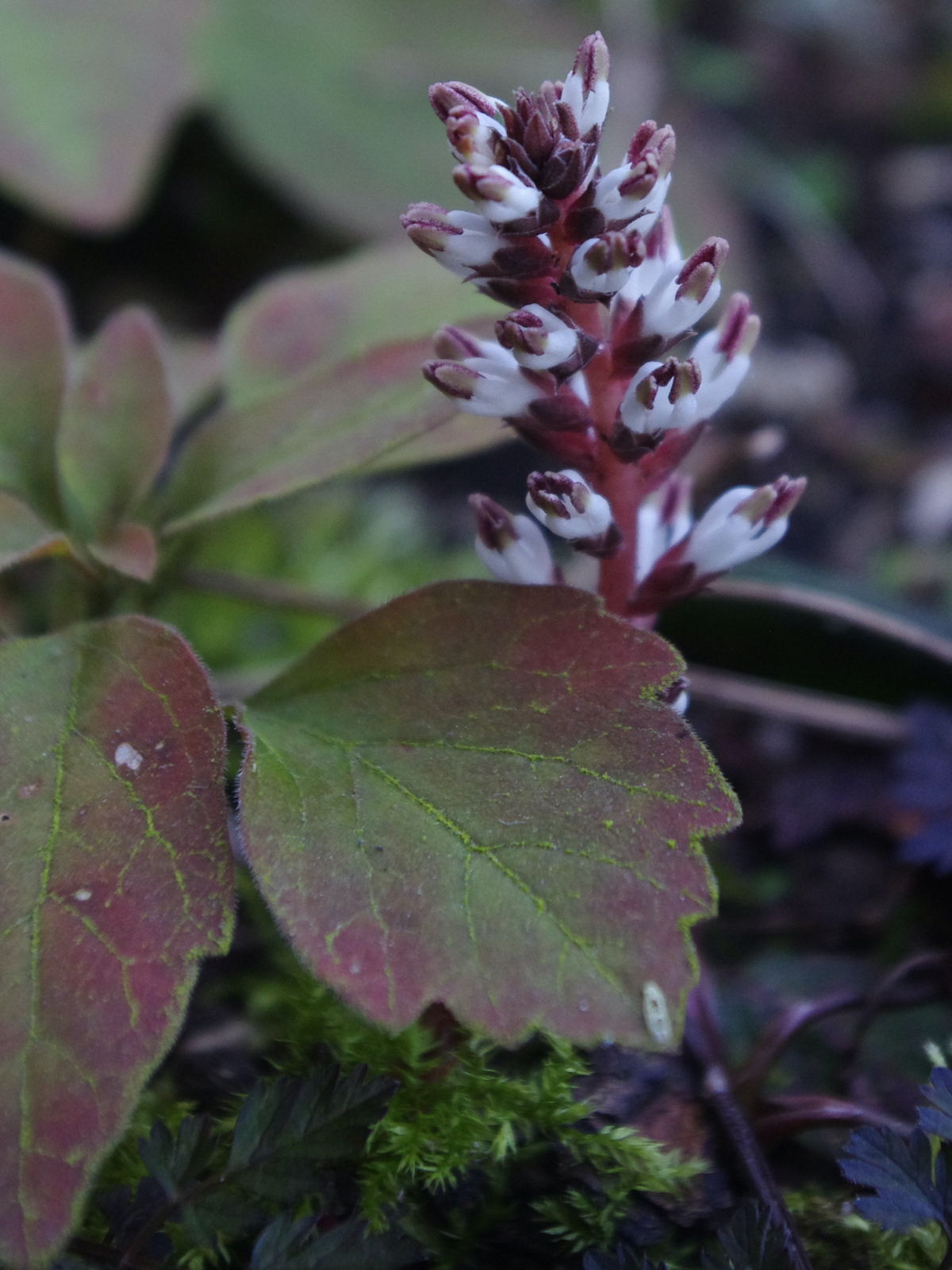 Pachysandra procumbens - Beth Chatto's Plants & Gardens