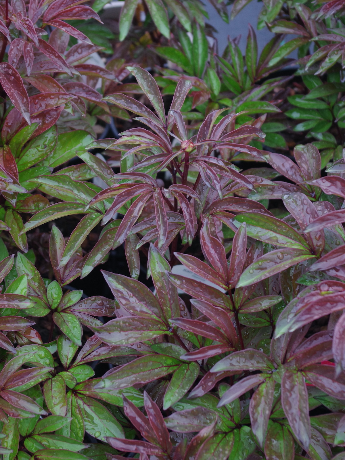 Paeonia 'Karl Rosenfield' - Beth Chatto's Plants & Gardens
