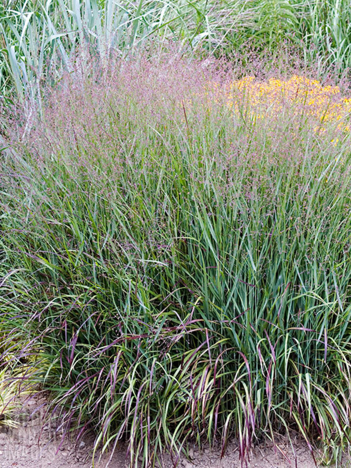 Panicum virgatum 'Shenandoah' - Beth Chatto's Plants