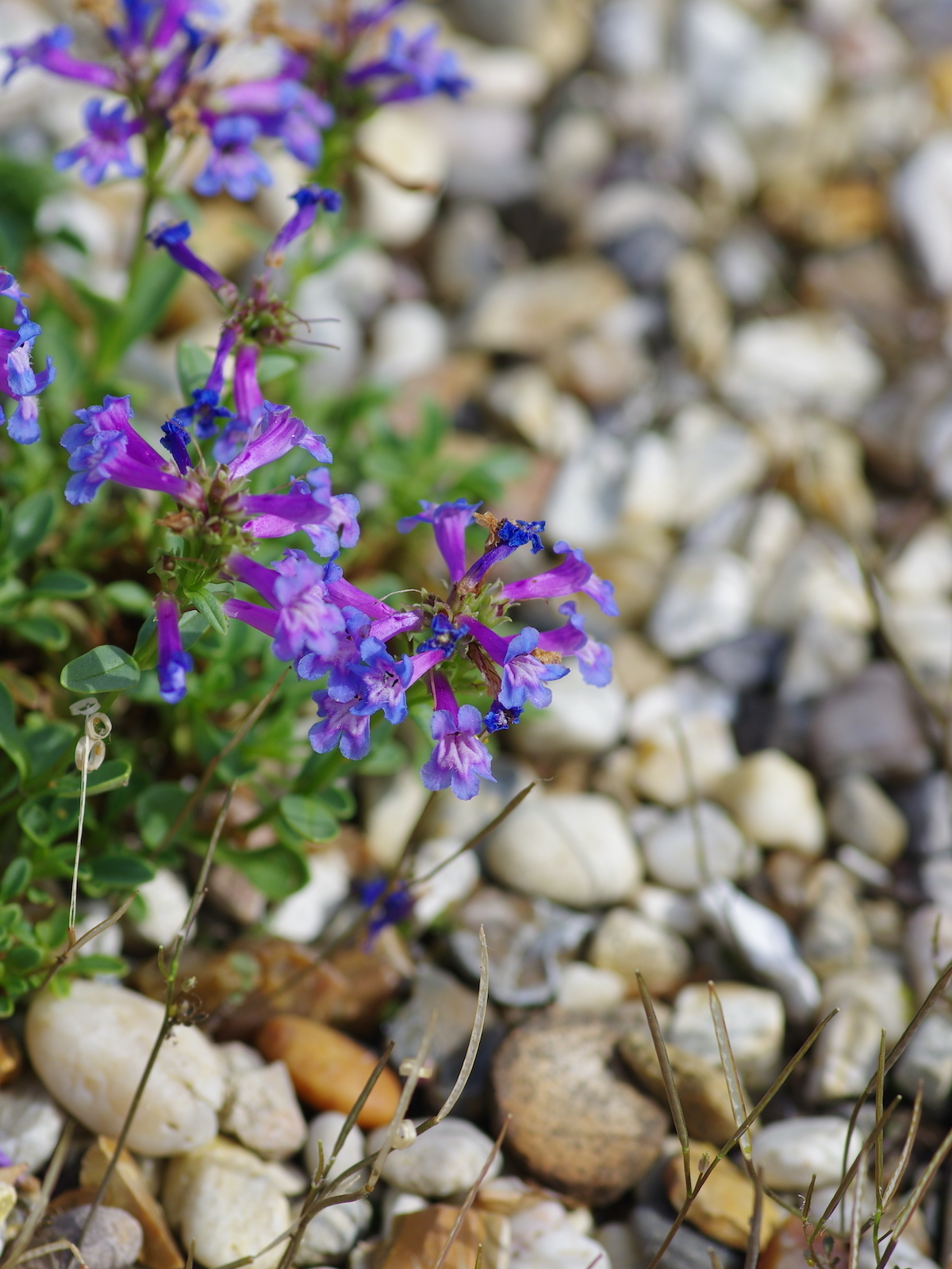 Penstemon procerus var. formosus - Beth Chatto's Plants & Gardens