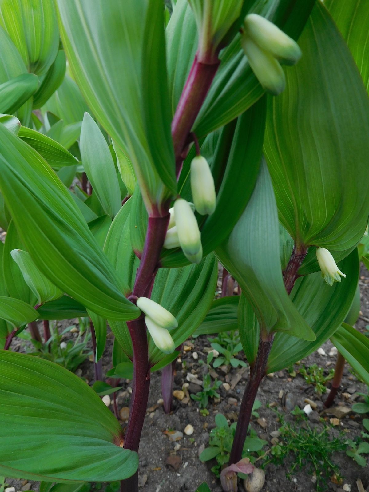 Polygonatum odoratum red stem - The Beth Chatto Gardens