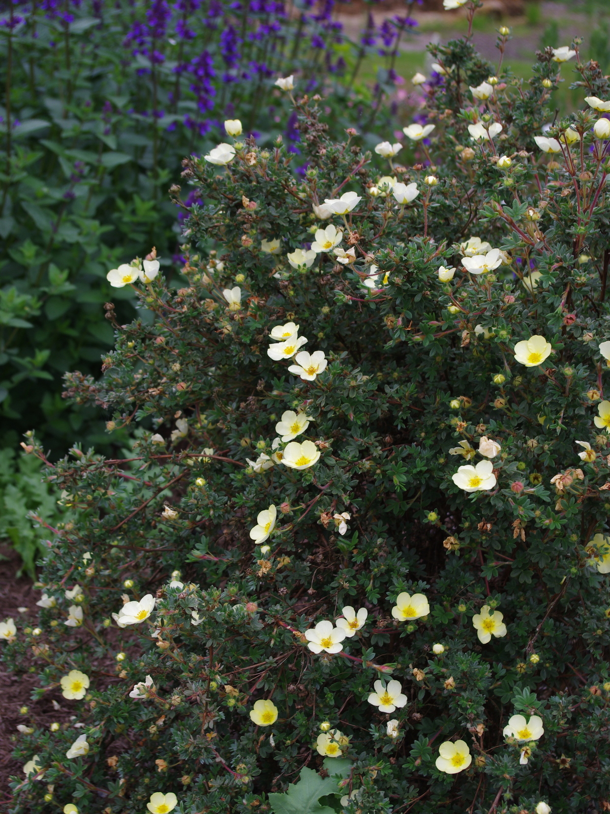 Potentilla fruticosa 'Primrose Beauty' - Beth Chatto's Plants & Gardens