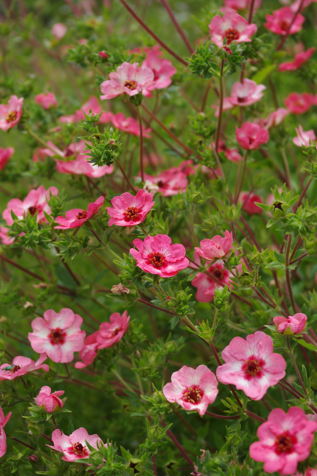 Potentilla x hopwoodiana - The Beth Chatto Gardens
