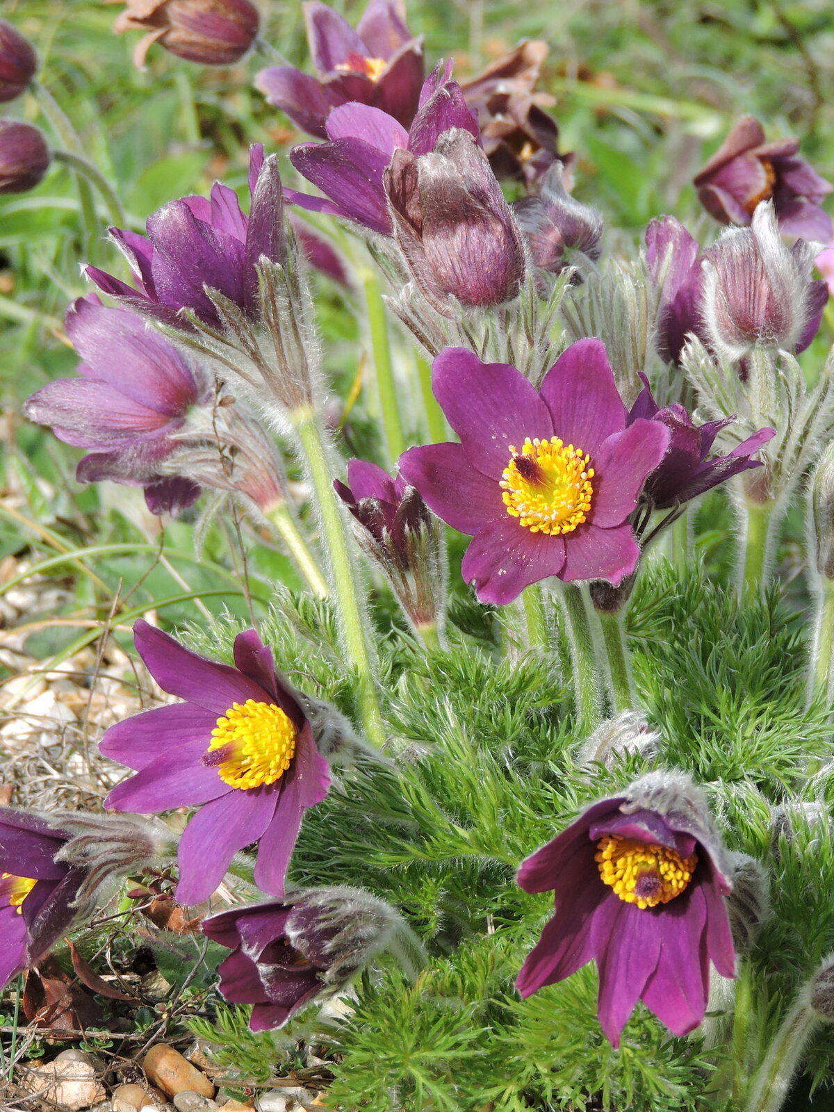 Pulsatilla vulgaris - Beth Chatto's Plants & Gardens