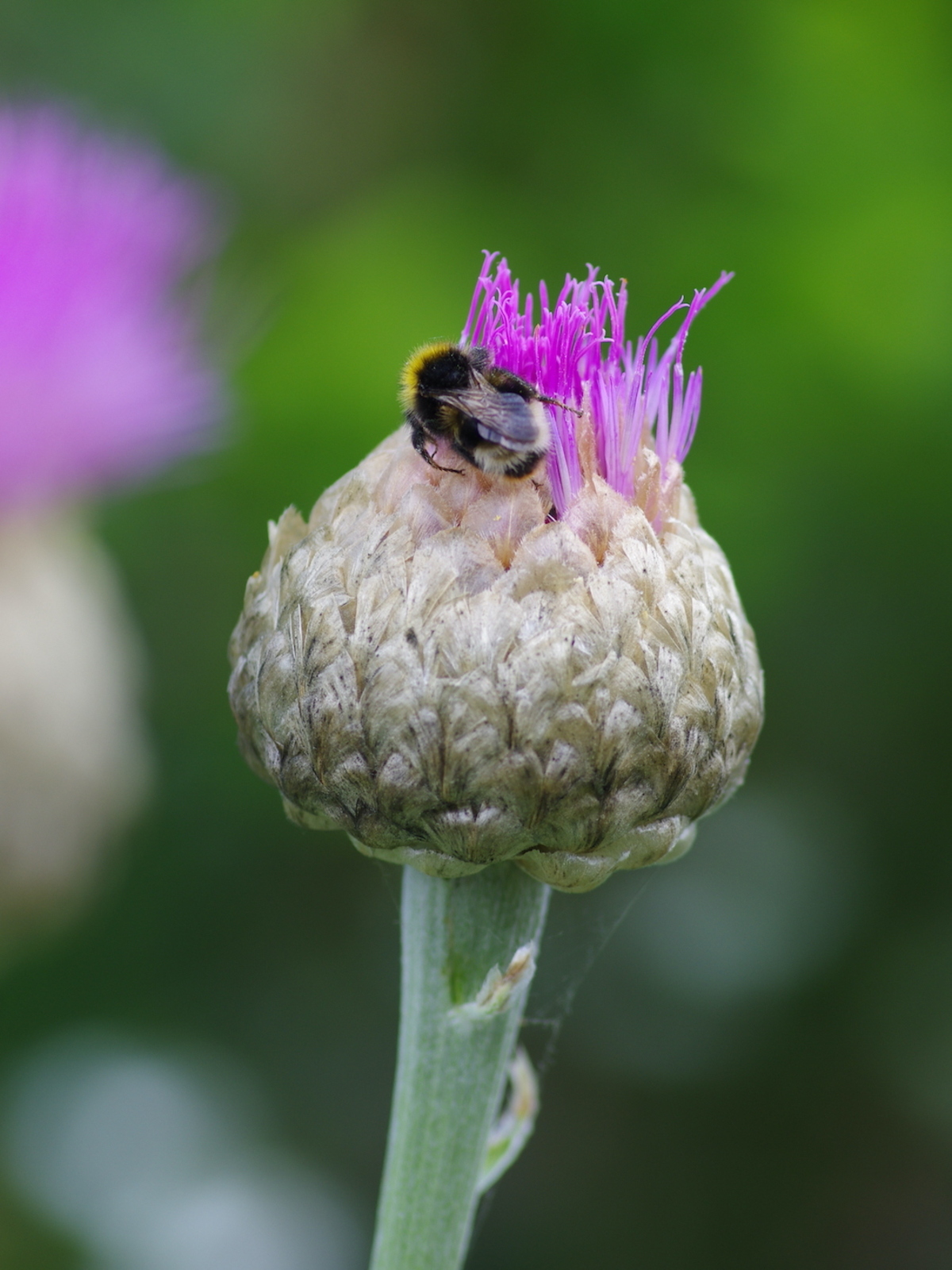 Rhaponticum Centaureoides - Beth Chatto's Plants