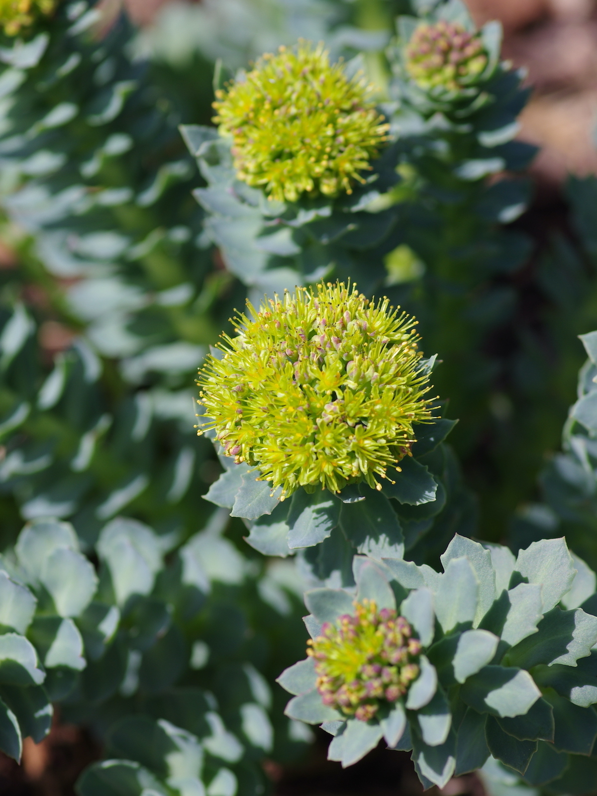 Dry area plants | Rhodiola rosea - The Beth Chatto Gardens