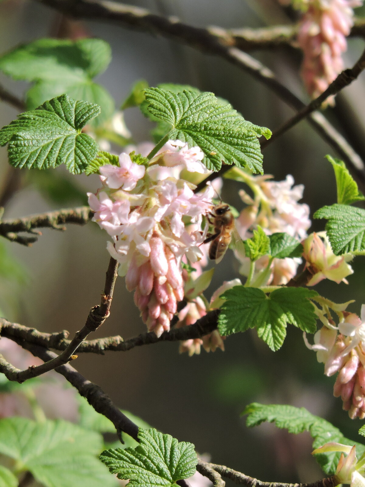 Ribes sanguineum 'Albescens' - Beth Chatto's Plants