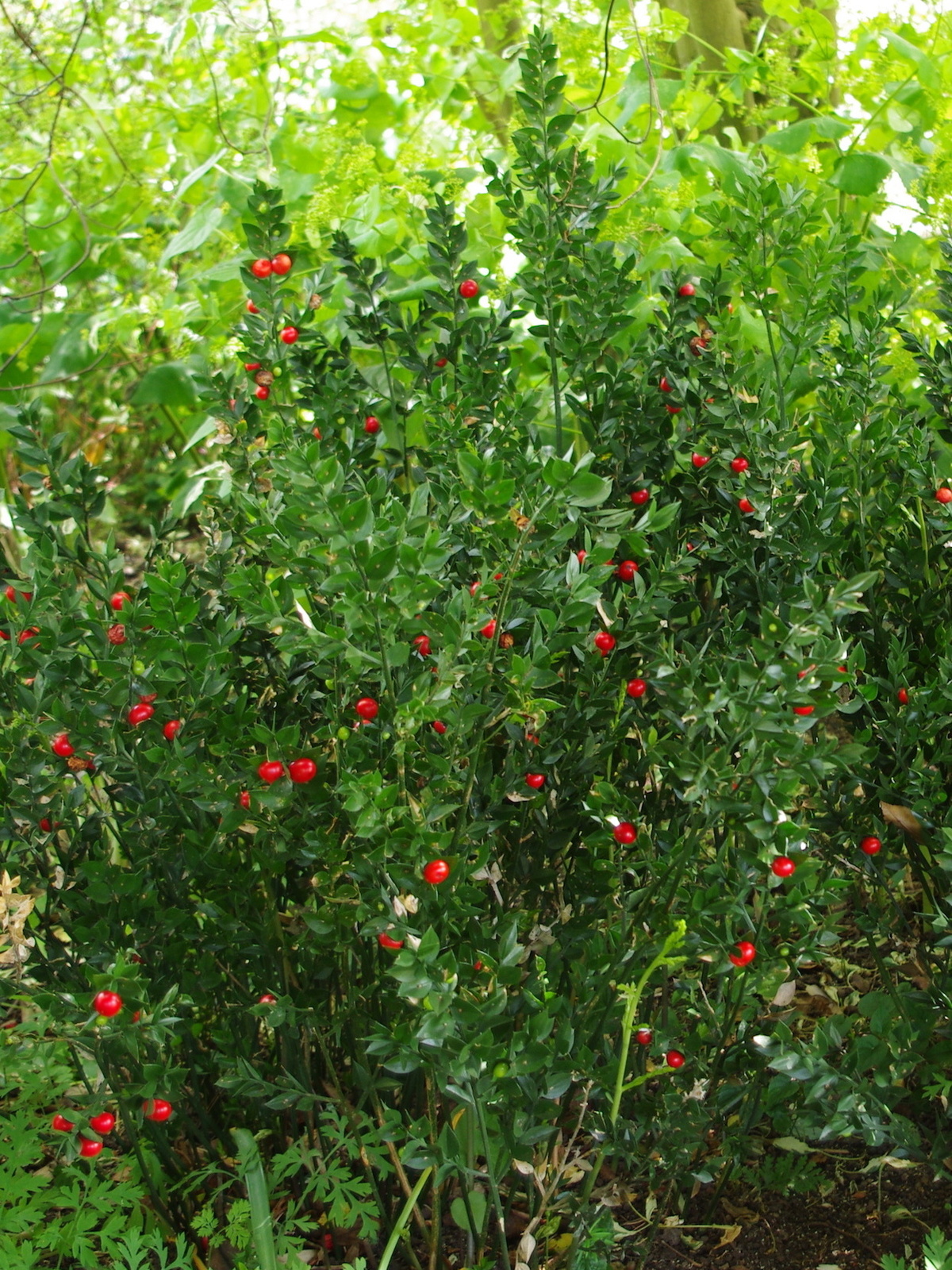 New | Ruscus Aculeatus - The Beth Chatto Gardens
