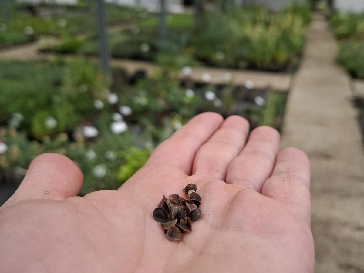 Seed Collecting with Emily Allard - Beth Chatto's Plants & Gardens