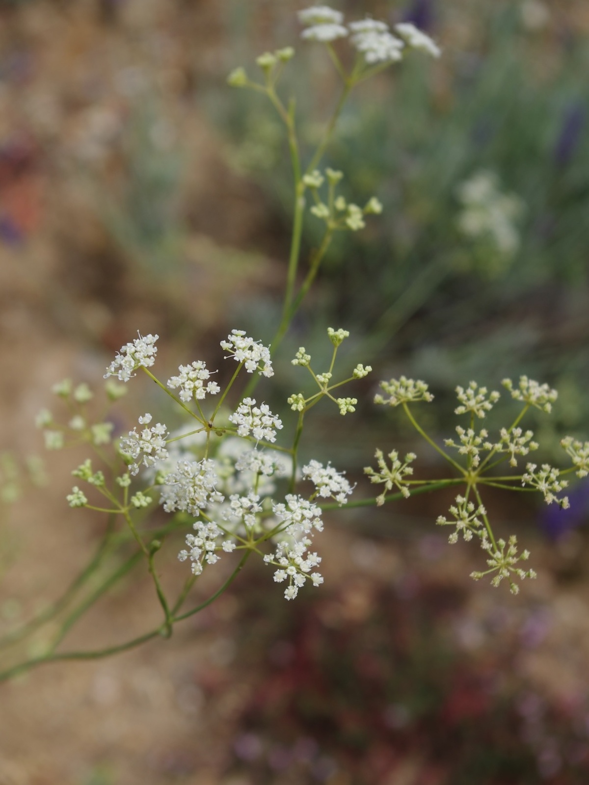 Seseli Elatum subsp. Osseum - Beth Chatto's Plants