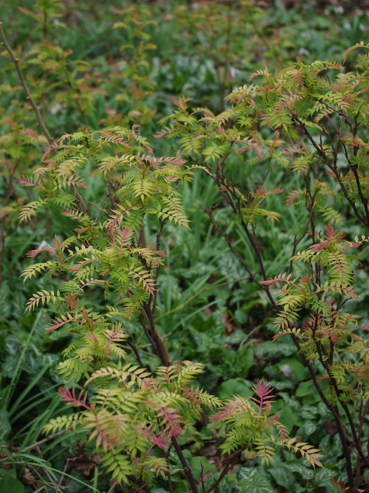 Sorbaria sorbifolia 'Sem' - Beth Chatto's Plants & Gardens
