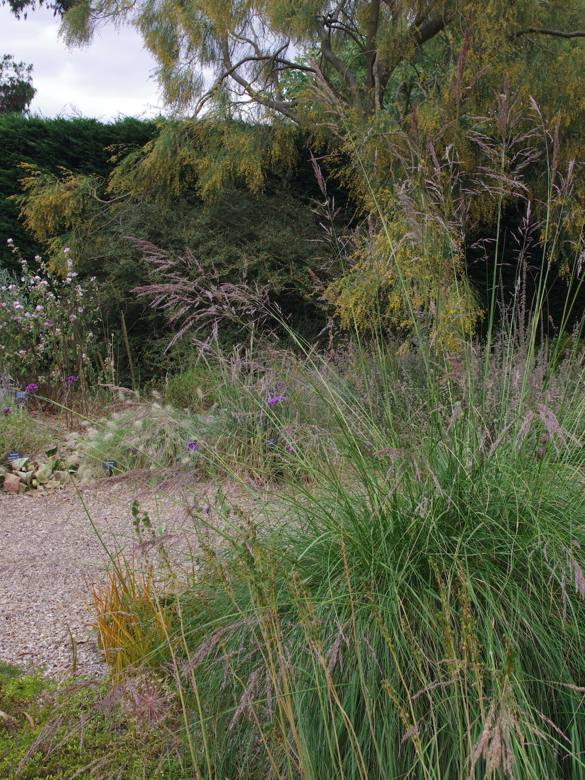 Grasses > Stipa splendens - The Beth Chatto Gardens