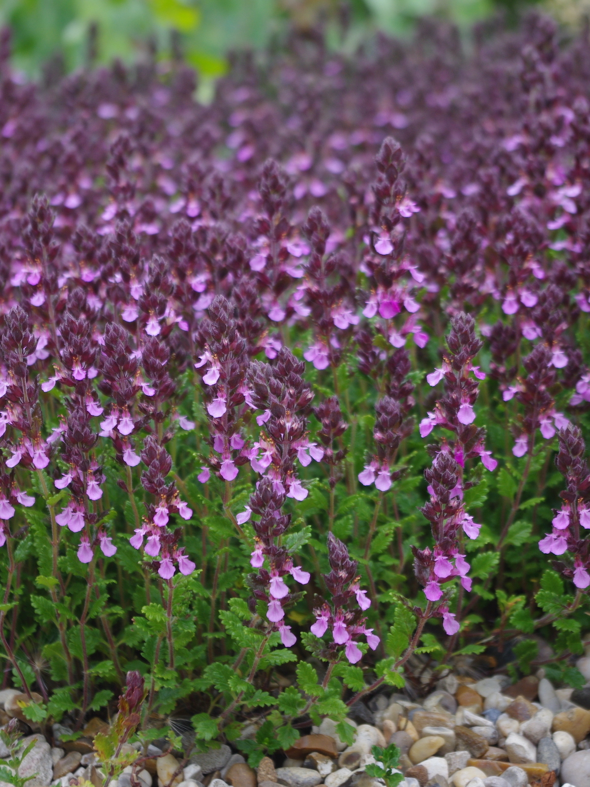 Teucrium x lucidrys - Beth Chatto's Plants & Gardens