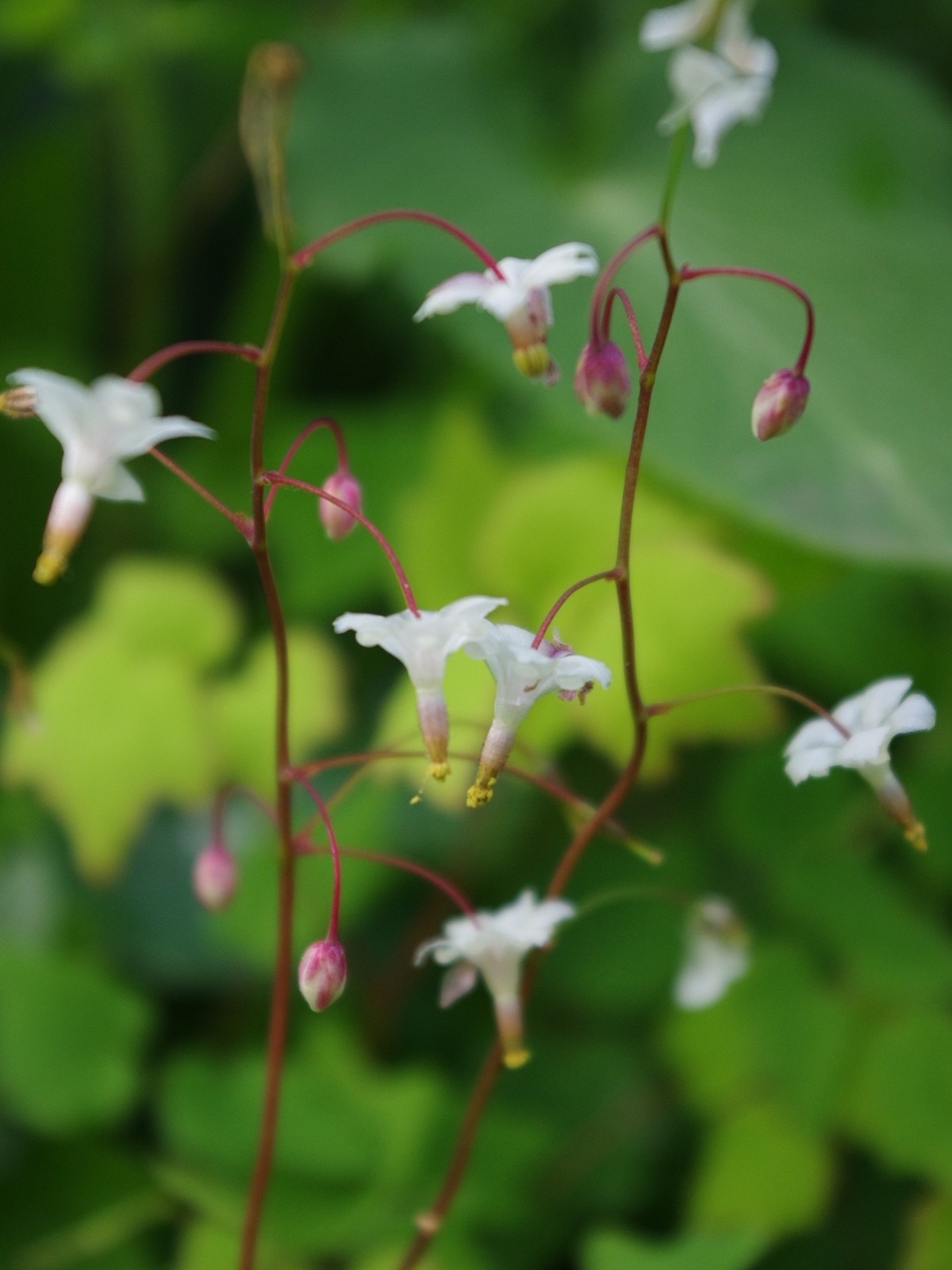 Shade | Vancouveria hexandra - The Beth Chatto Gardens