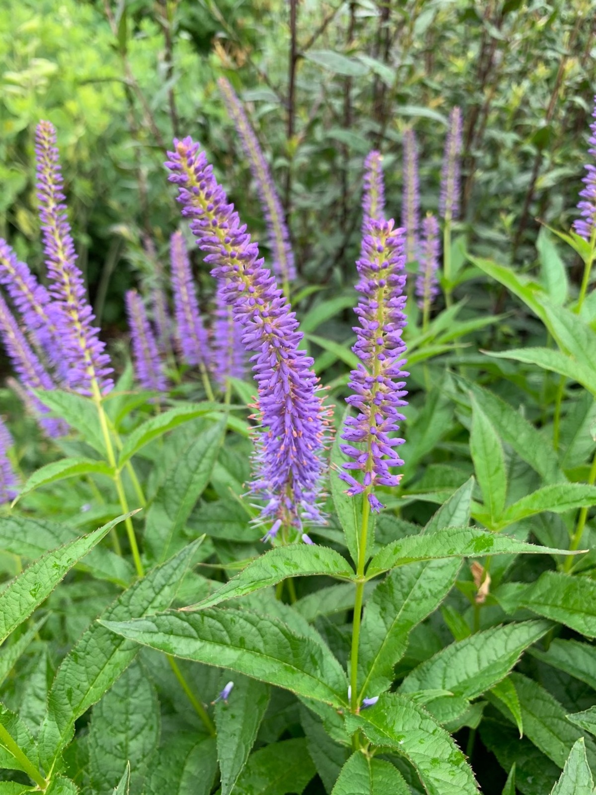 Veronicastrum Kobaltkaars The Beth Chatto Gardens Veronicastrum Kobaltkaars The Beth Chatto Gardens