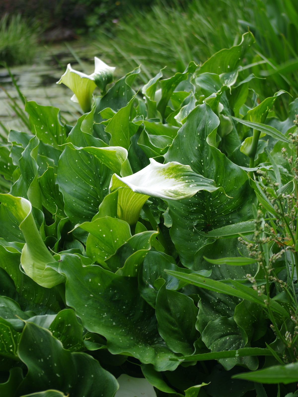 Zantedeschia 'Lime Lady' - Beth Chatto's Plants & Gardens