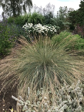 Plants Online | Grasses - Beth Chatto's Plants & Gardens