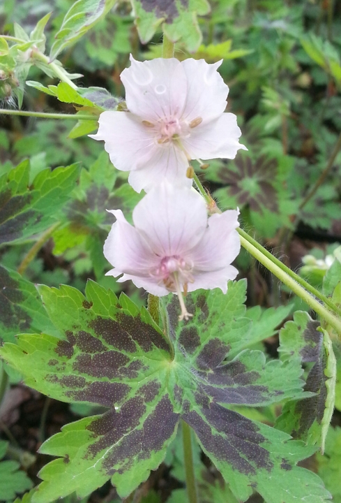 Geranium phaeum 'Samobor' - The Beth Chatto Gardens